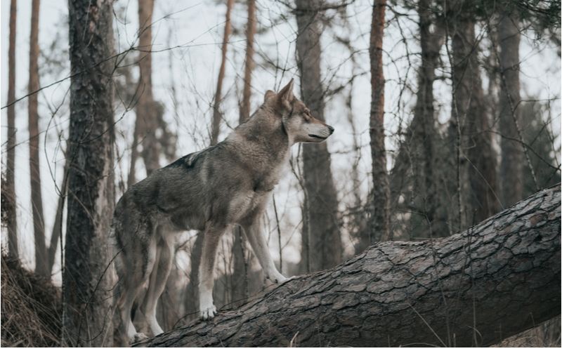 Československý vlčiak - vzhľad, charakter, starostlivosť - DomáceZvieratá