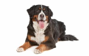 Bernský salašnícky pes - vzhľad, charakter, výživa a starostlivosť
