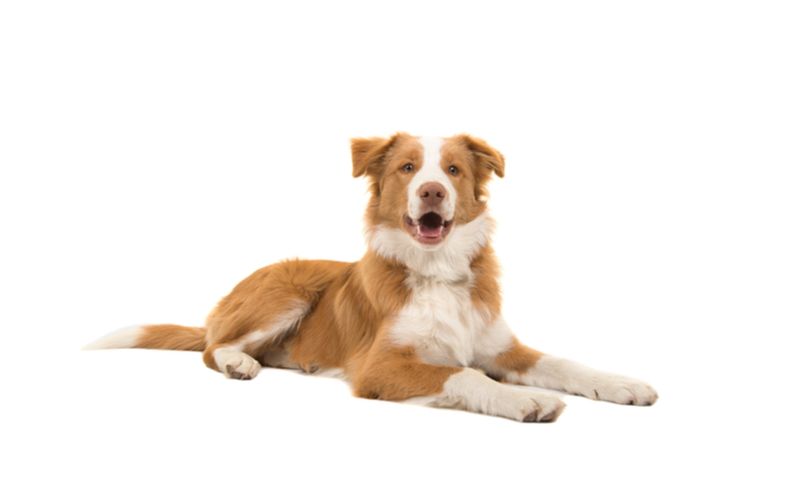 Border kólia - vzhľad, charakter, výživa a starostlivosť - DomáceZvieratá