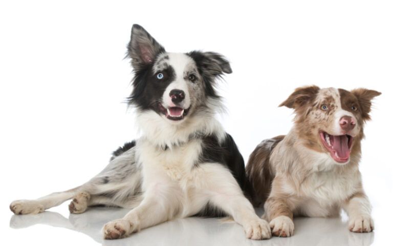 Border kólia - vzhľad, charakter, výživa a starostlivosť - DomáceZvieratá