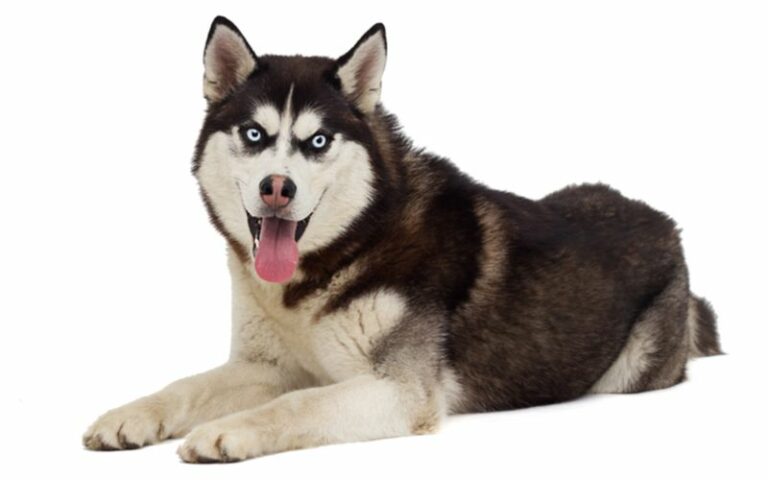 Sibírsky husky - vzhľad, charakter, výživa a starostlivosť - DomáceZvieratá