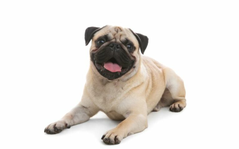 Mops - vzhľad, charakteristika, výživa a starostlivosť - DomáceZvieratá